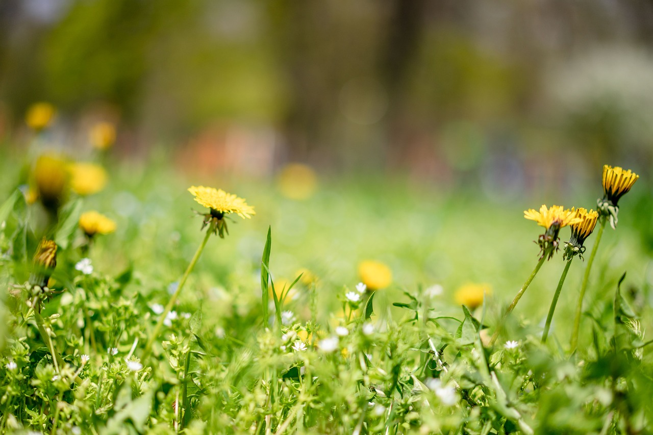 Prado Flores De Color Amarillo - Foto gratis en Pixabay