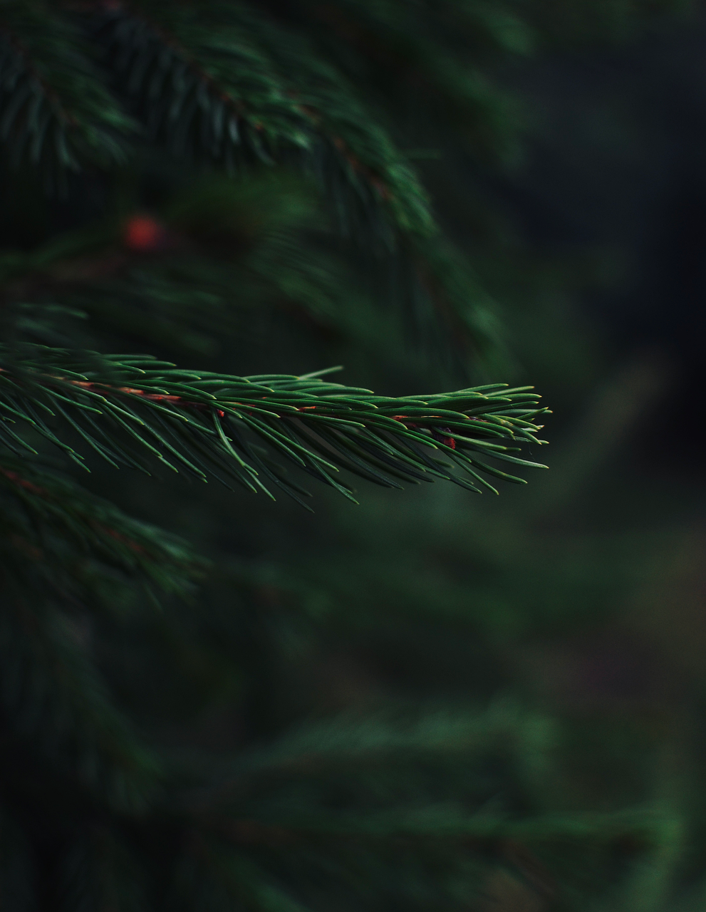 Pine Tree Nature Forest - Free photo on Pixabay
