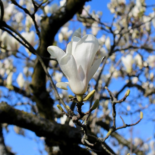 Magnolia Chinois Fleurs - Photo gratuite sur Pixabay