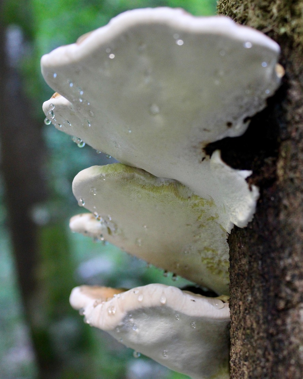 Naturaleza Bosque Paisaje - Foto gratis en Pixabay Naturaleza Bosque Paisaje - Foto gratis en Pixabay