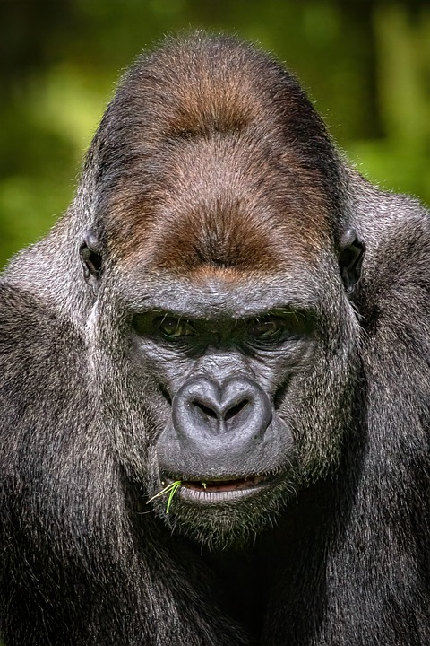 Animal Gorilla Mammal - Free photo on Pixabay