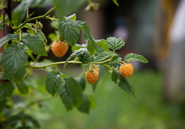 Raspberry Berry Fresh - Free photo on Pixabay - Pixabay