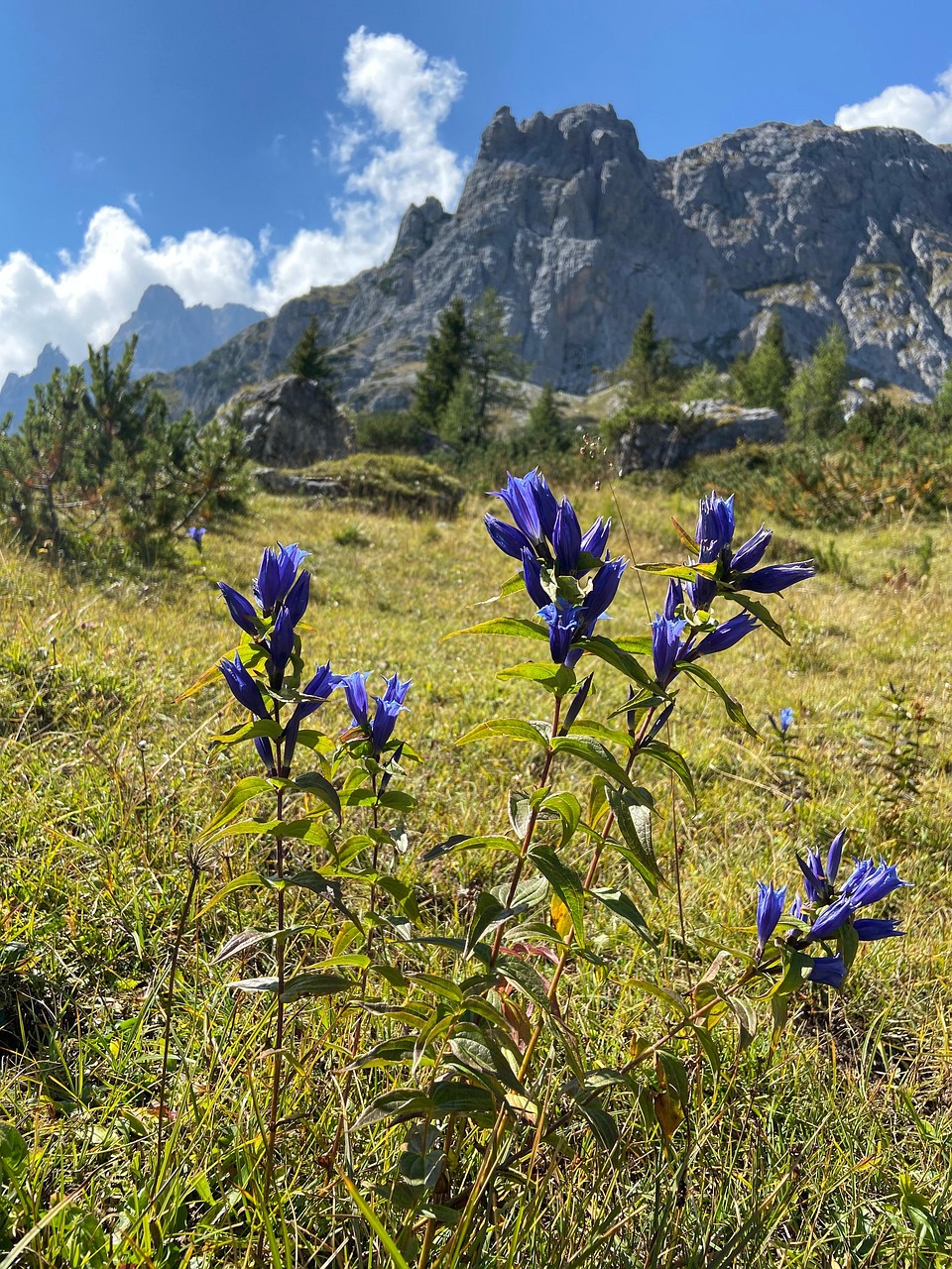 Willow Gentian Padang Rumput Bunga - Foto gratis di Pixabay - Pixabay