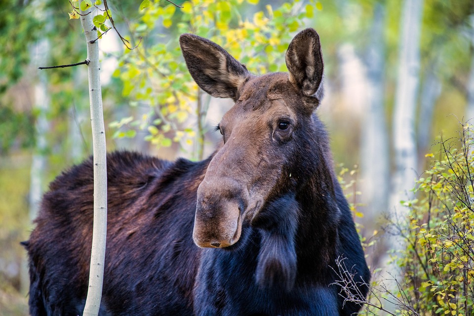 Moose Female Animal - Free photo on Pixabay - Pixabay