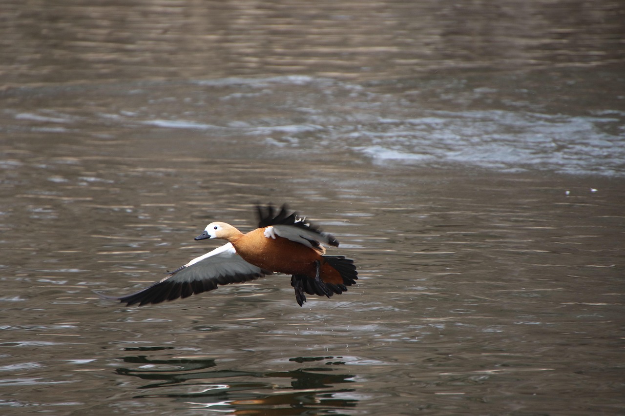 Ruddy Patos Shelduck Pájaro Pato - Foto gratis en Pixabay - Pixabay