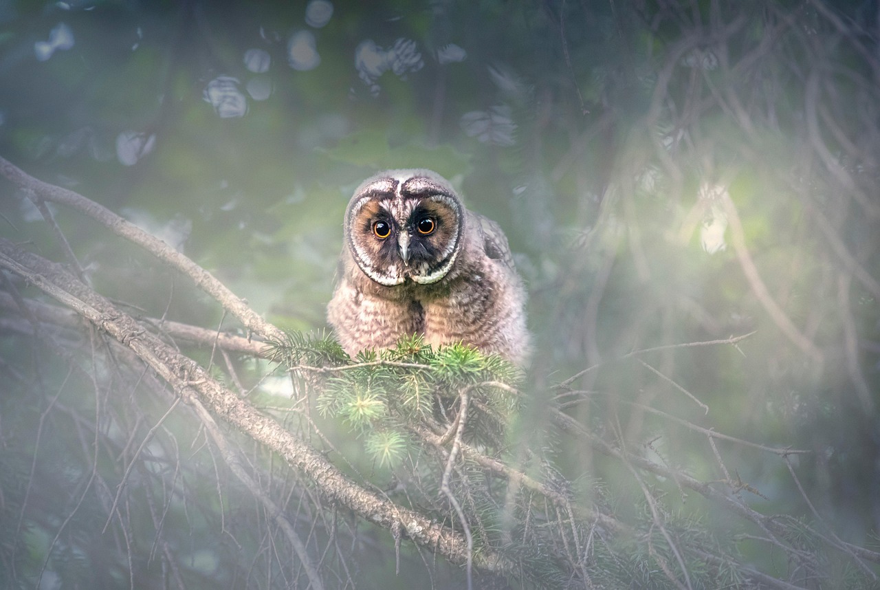 Hibou Oiseau Séance Le - Photo gratuite sur Pixabay - Pixabay