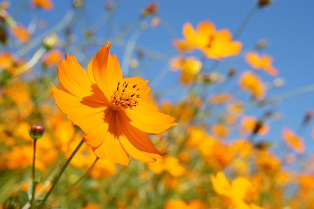 Sulfur Cosmos Flower Plant - Free photo on Pixabay