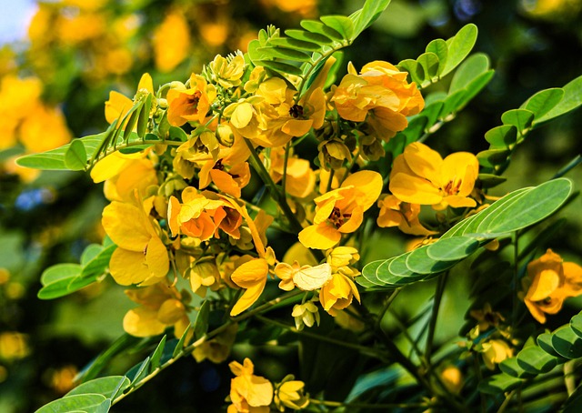 Pohon Pancuran Emas Bunga-Bunga - Foto gratis di Pixabay - Pixabay