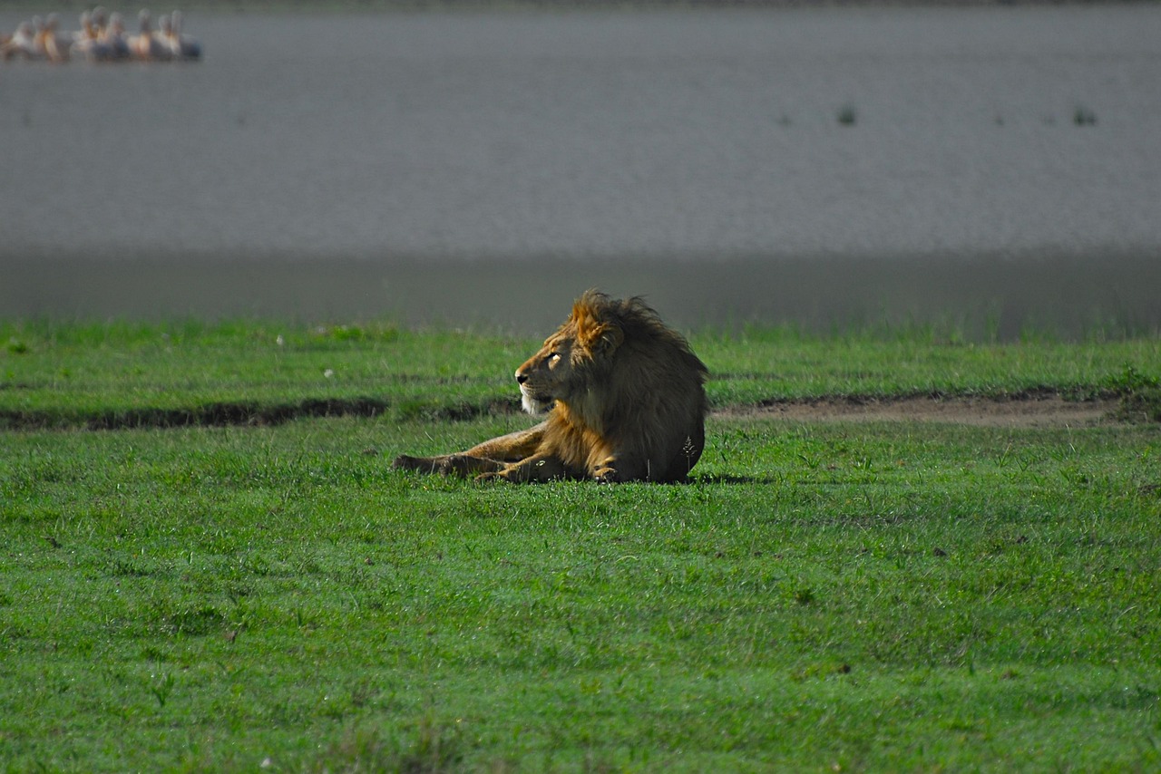 León Safari Fauna Silvestre - Foto gratis en Pixabay - Pixabay