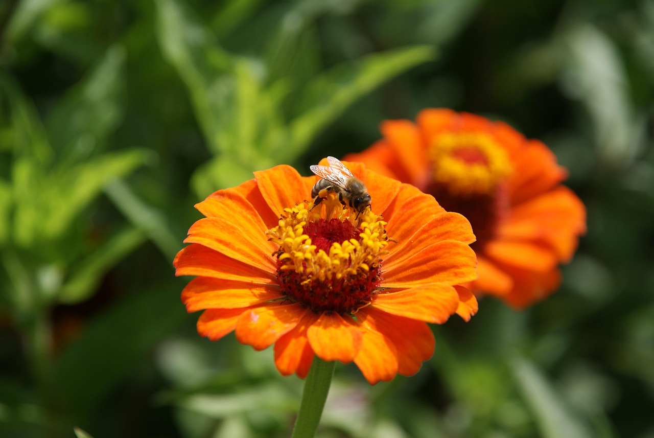 Abeille Insecte Féconder - Photo gratuite sur Pixabay - Pixabay