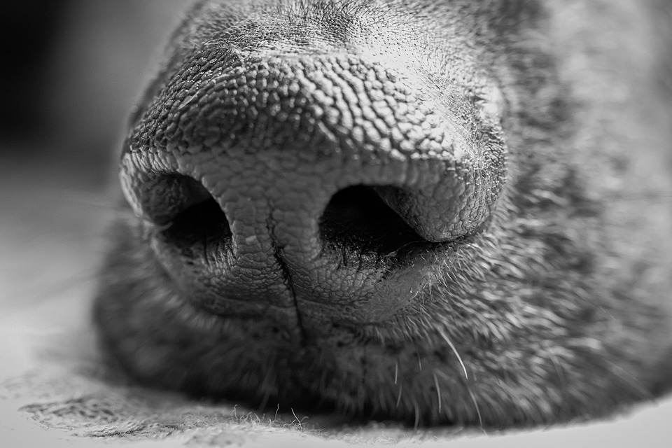 Dog'S Nose Dog Snout Domestic - Free photo on Pixabay - Pixabay