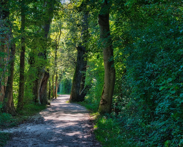 Forêt Des Arbres Piste - Photo gratuite sur Pixabay - Pixabay