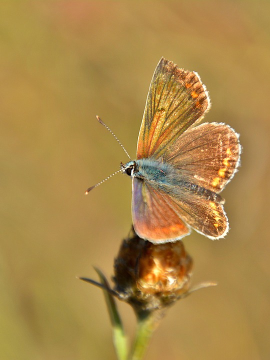 Purple Copper Butterfly - Free photo on Pixabay - Pixabay