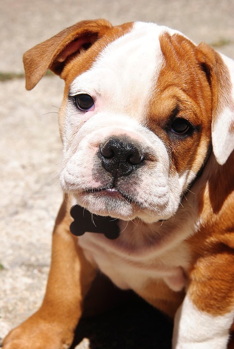 Animal Cachorro Filhote De - Foto gratuita no Pixabay - Pixabay