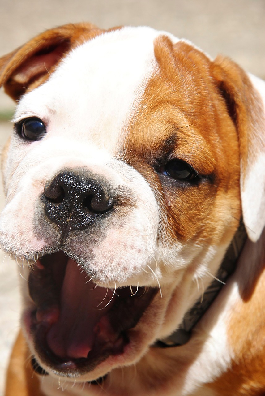 Puppy Dog Pet - Free photo on Pixabay - Pixabay