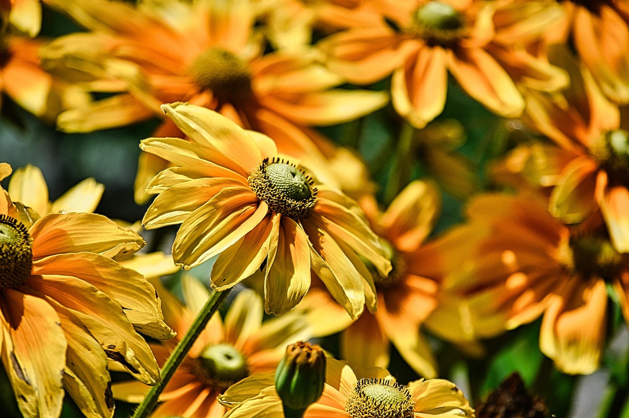 Flores De Color Amarillo - Foto gratis en Pixabay - Pixabay