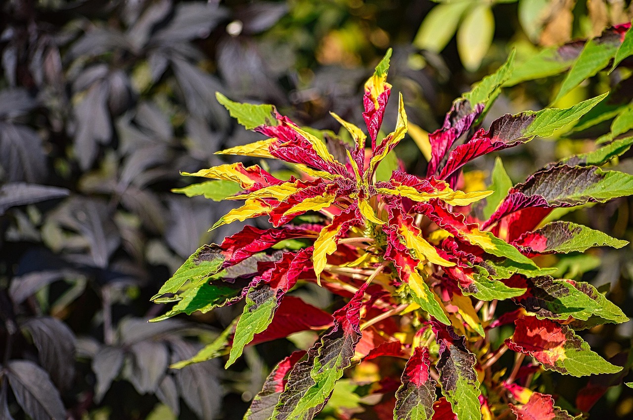 Plantes Botanique Feuilles - Photo gratuite sur Pixabay - Pixabay