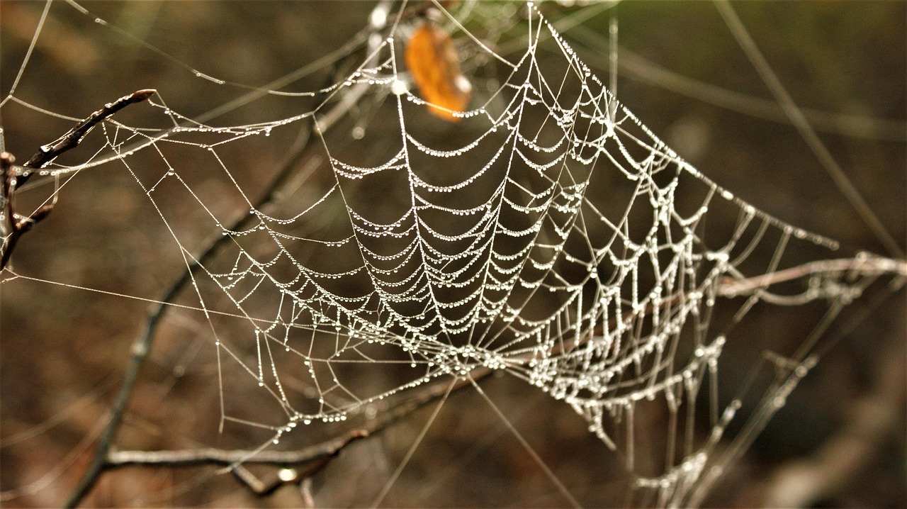 Spider Web Habitat - Free photo on Pixabay - Pixabay