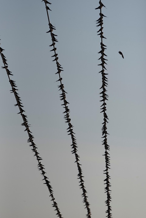 Burung Layang-Layang Khas - Foto gratis di Pixabay - Pixabay
