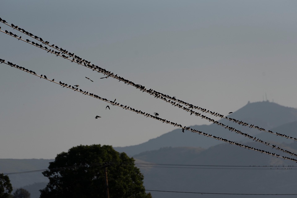 Typical Swallows Birds Power Lines - Free photo on Pixabay - Pixabay