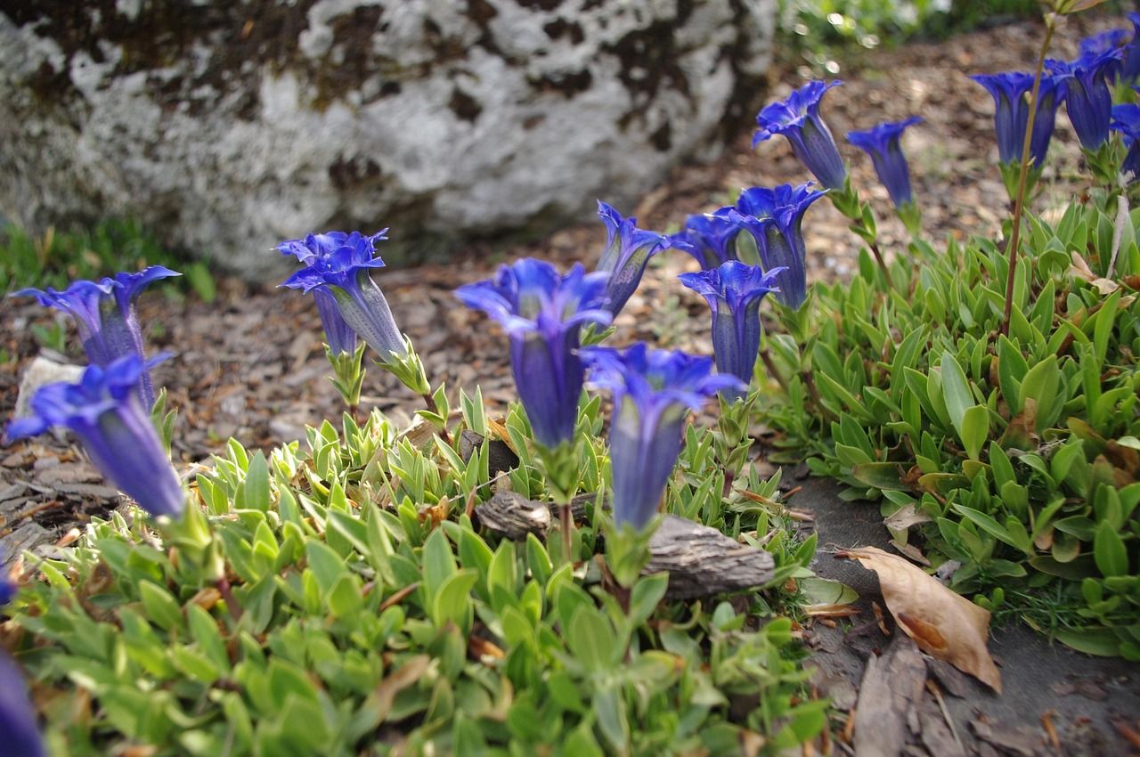 Trumpet Gentian Blue Flowers - Free photo on Pixabay - Pixabay