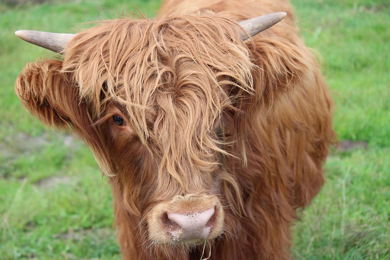 10,000+ Free Hairy Cow & Cow Images - Pixabay