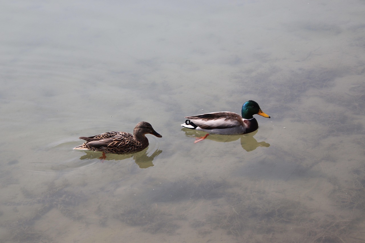 Birds Ducks Waterfowls Water - Free photo on Pixabay - Pixabay