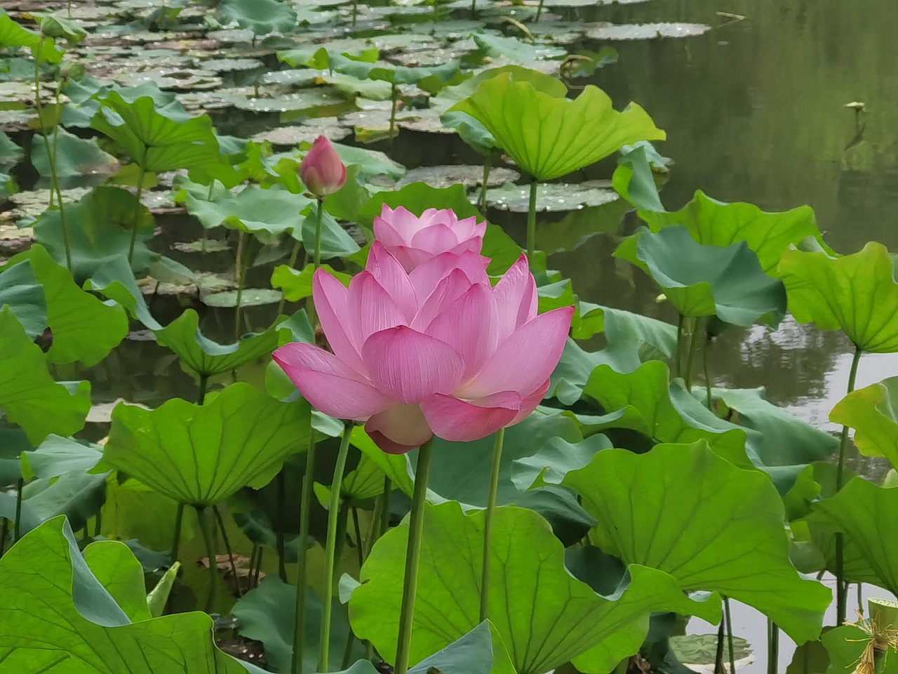 Lotus Pond Flor - Foto gratuita no Pixabay