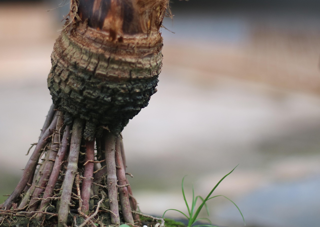 90+ Free Root Crops & Vegetables Images - Pixabay