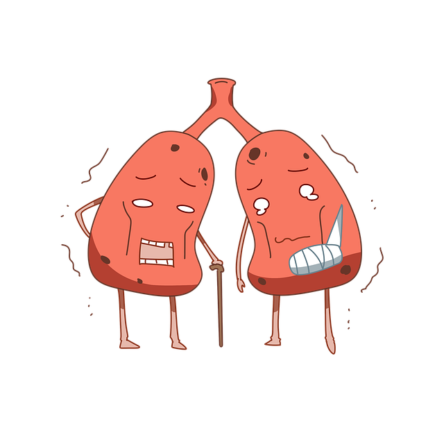 Más de 200 ilustraciones de Pulmones y Anatomía gratis - Pixabay