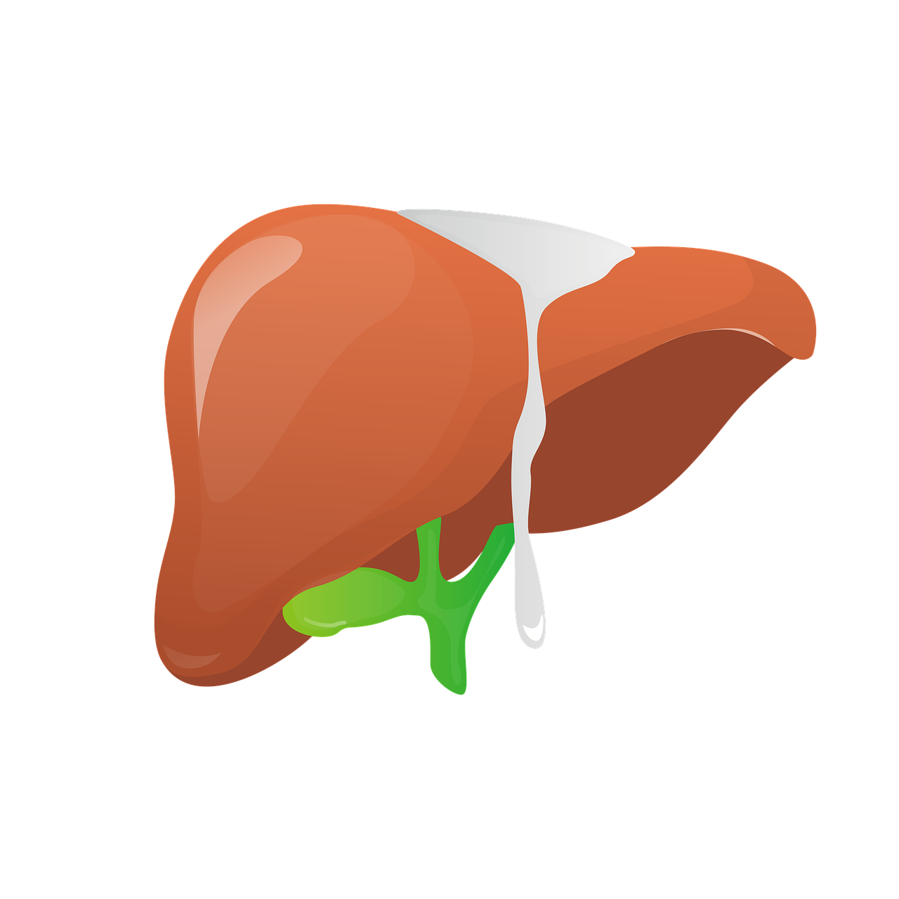 Download Liver Anatomy Body Part Royalty Free Stock Illustration