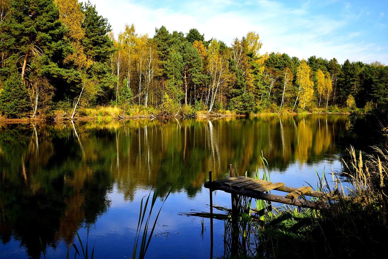 Lake Forest Nature - Free photo on Pixabay - Pixabay