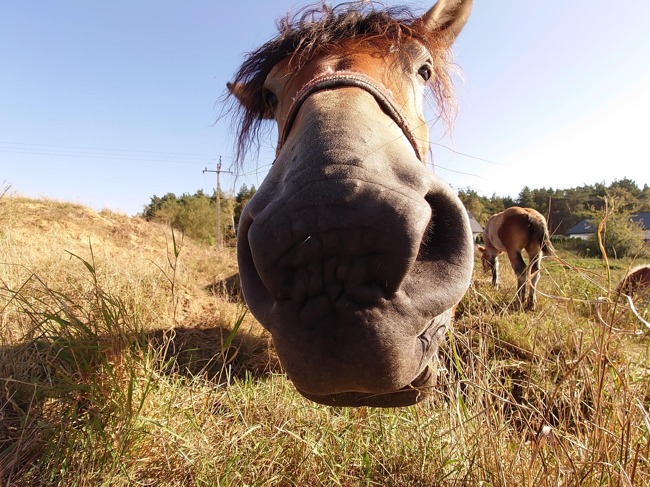 Animal Caballo Mamífero - Foto gratis en Pixabay - Pixabay