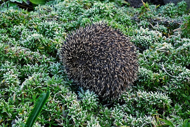Hérisson Animal De Compagnie Gazon - Photo gratuite sur Pixabay - Pixabay