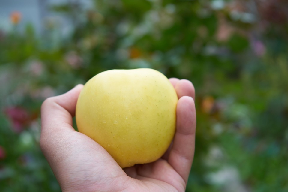 Apfel Obst Garten Frisches - Kostenloses Foto auf Pixabay - Pixabay
