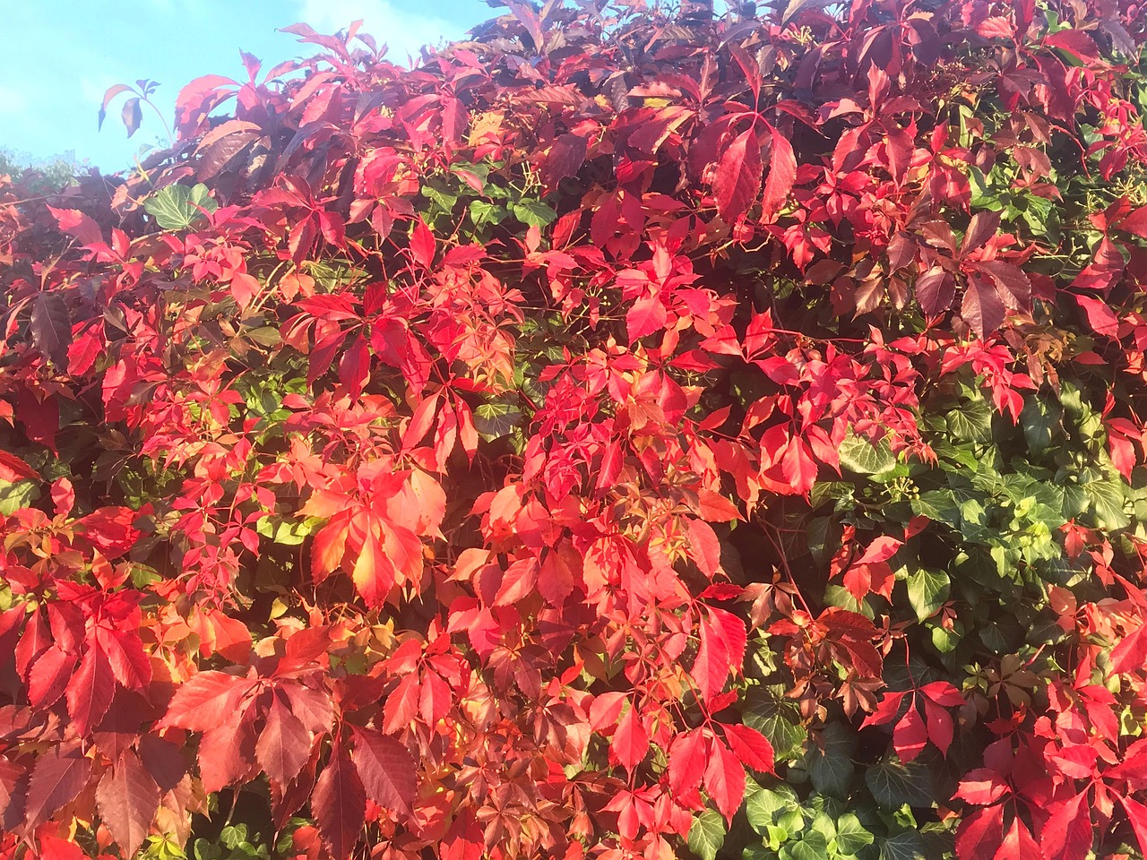 Spannende Strauch Rote Blãtter Im Herbst Fotos