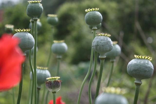 Polong Biji Poppy Bunga - Foto gratis di Pixabay - Pixabay