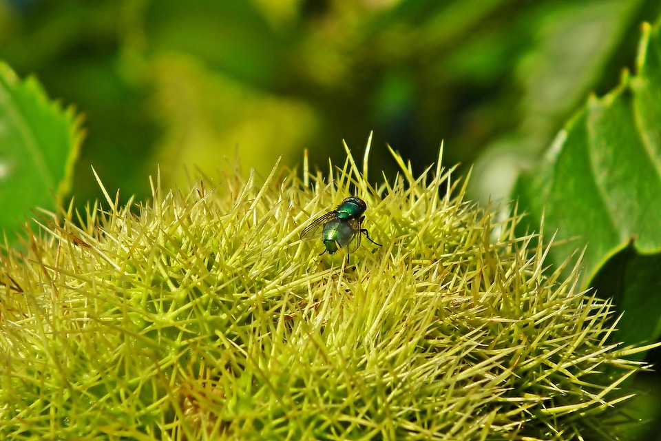 Bug Insect Chestnut - Free photo on Pixabay