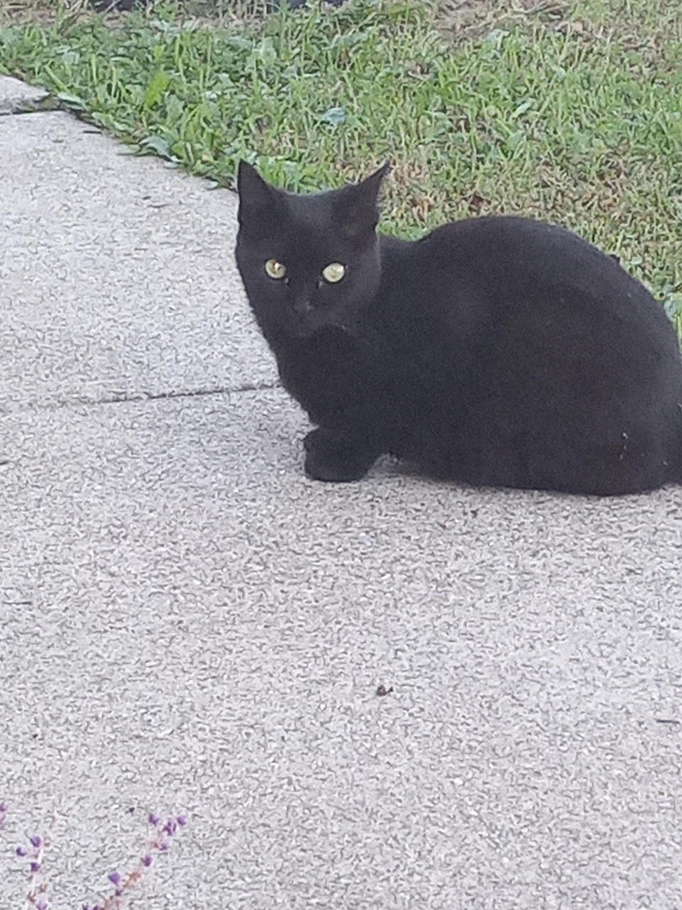 Black Cat - Free photo on Pixabay - Pixabay