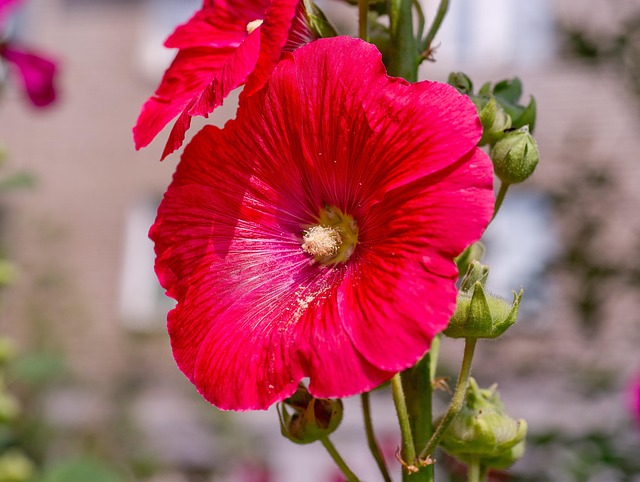 Mallow Bunga Kebun - Foto gratis di Pixabay - Pixabay