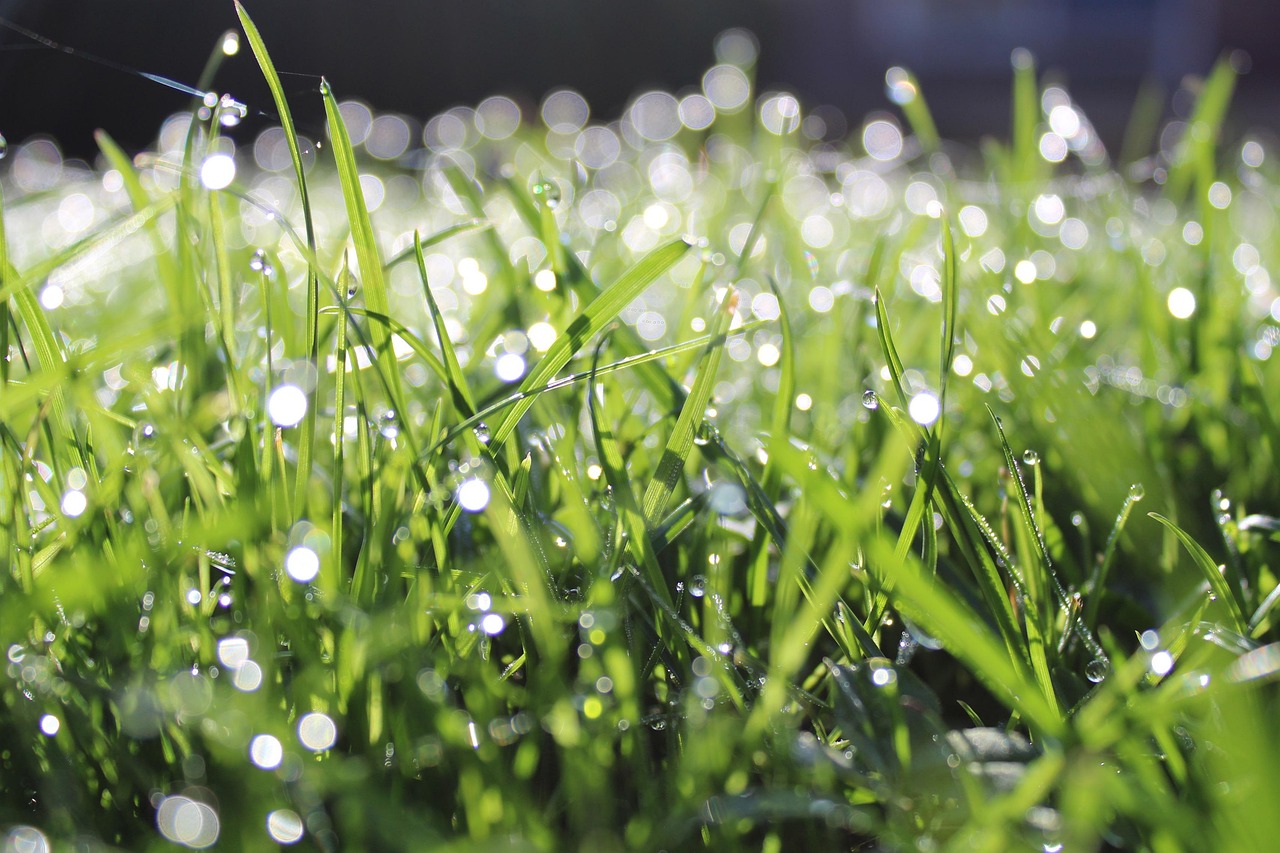 Grass Bokeh Dewdrops Water - Free photo on Pixabay - Pixabay