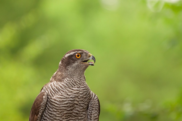 40+ Free Goshawk & Bird Images - Pixabay