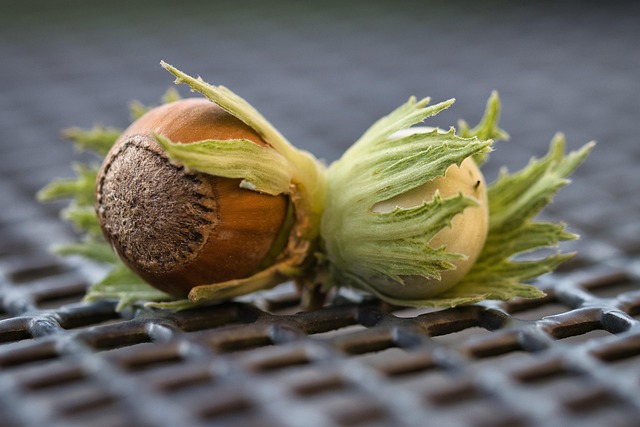 900+ Free Hazelnut & Nature Images - Pixabay