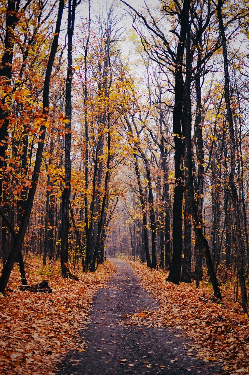 Trail Autumn Nature - Free photo on Pixabay - Pixabay
