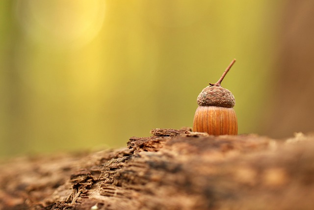 Gland Fruit Noix - Photo gratuite sur Pixabay - Pixabay