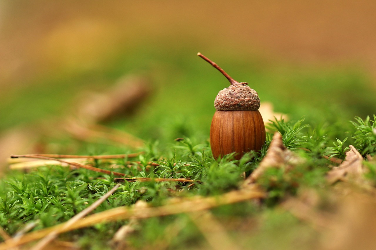 Acorn Fruit Nut - Free photo on Pixabay