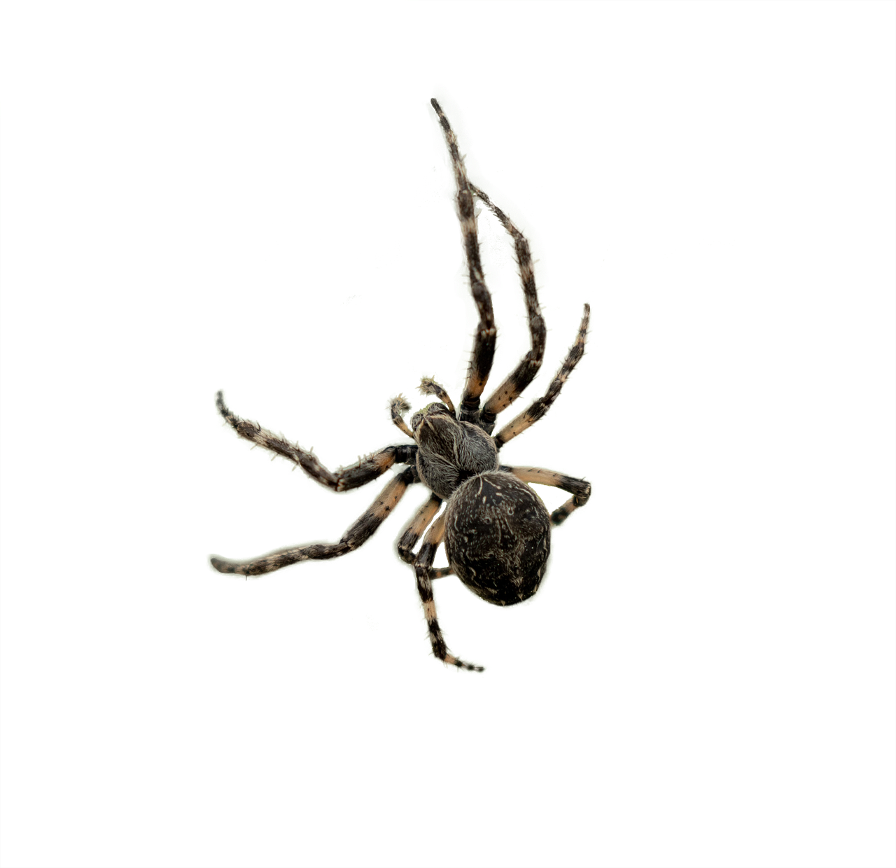 Explore 866+ Free Spider Illustrations: Download Now - Pixabay