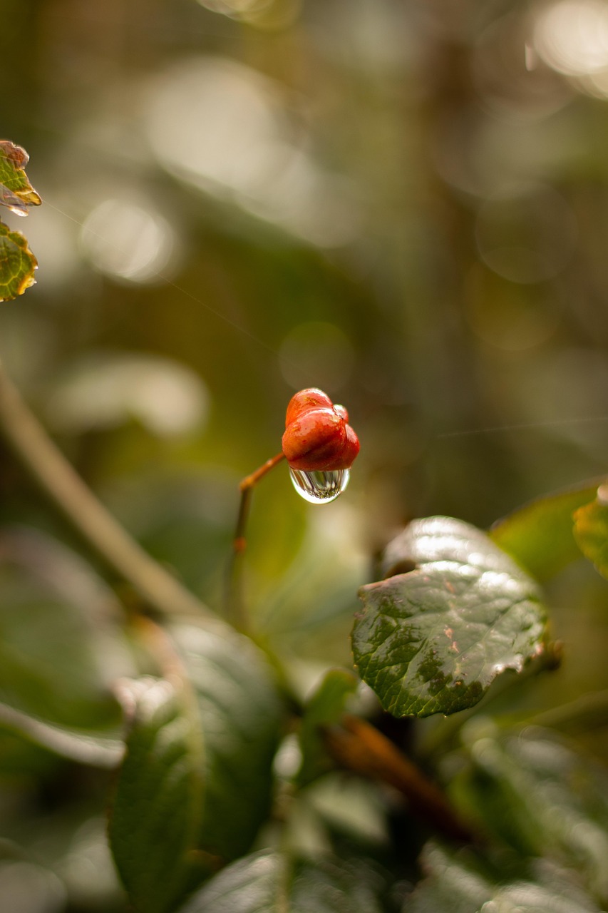 Nature Plantes Botanique - Photo gratuite sur Pixabay - Pixabay