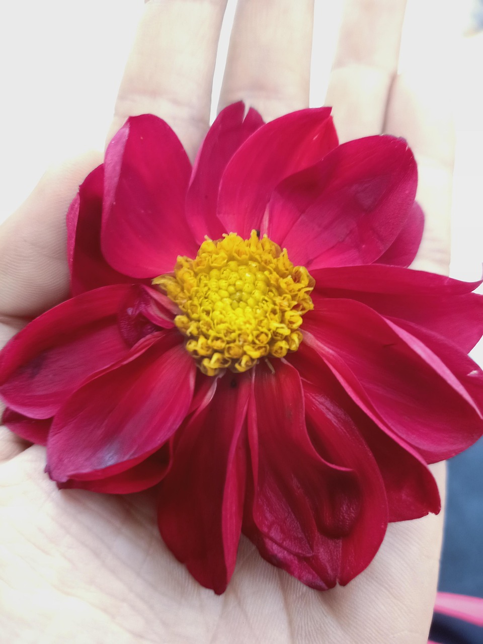 Dahlia Mekar Bunga - Foto gratis di Pixabay - Pixabay