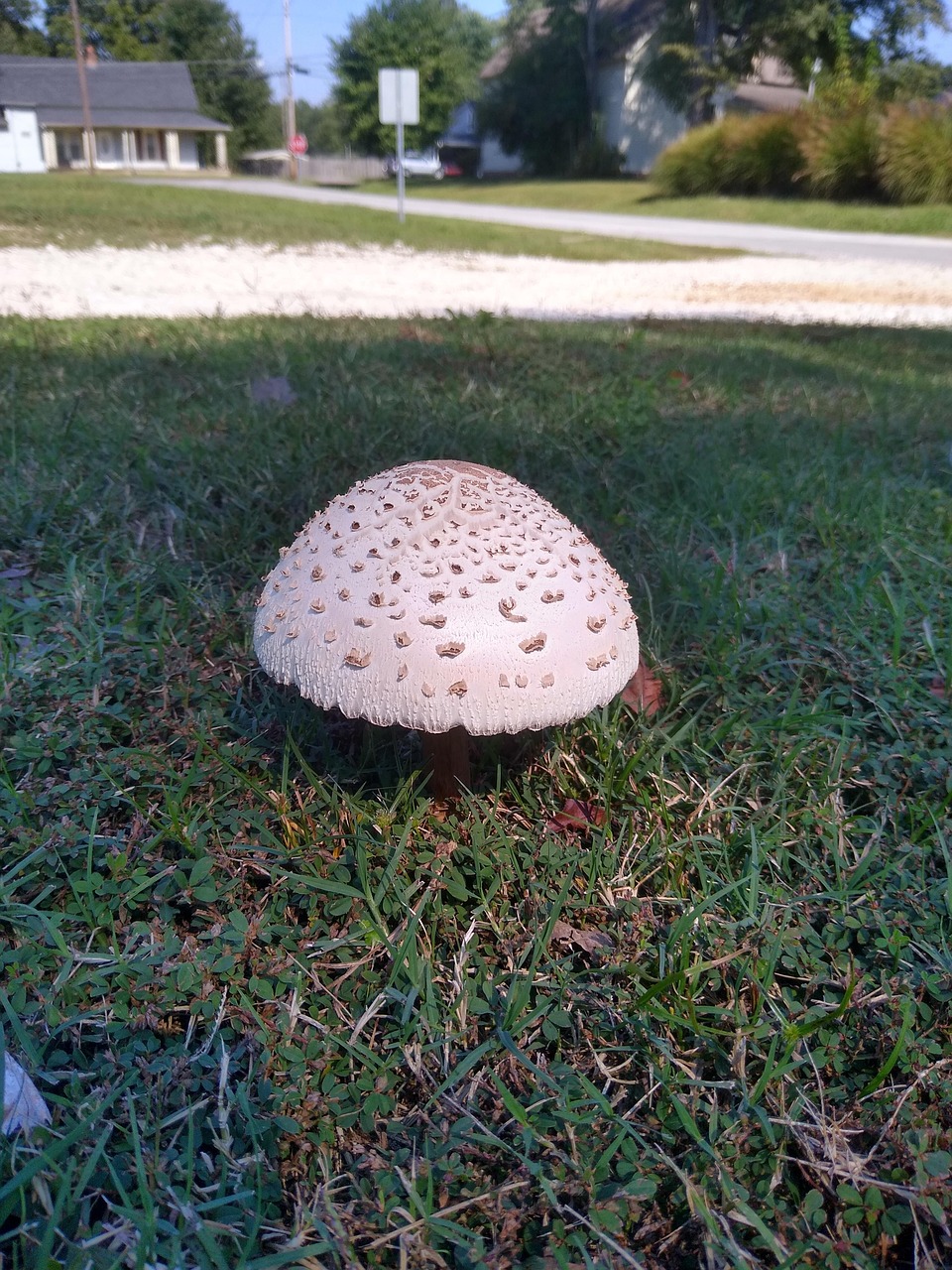Champignon Nature Tombe - Photo gratuite sur Pixabay - Pixabay